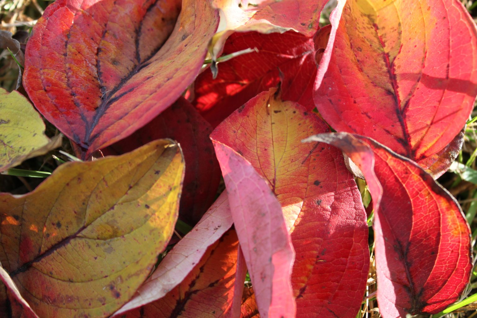 Leaf Function and Anatomy: A Conversation - Countryside